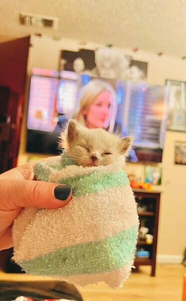 Cats and Procurement (@catsprocurement@mstdn.social) - Mastodon 🐘