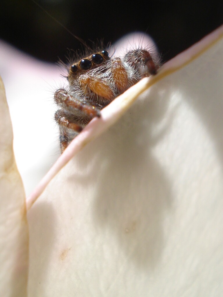 Meeche (@Meeche@c.im) - C.IM