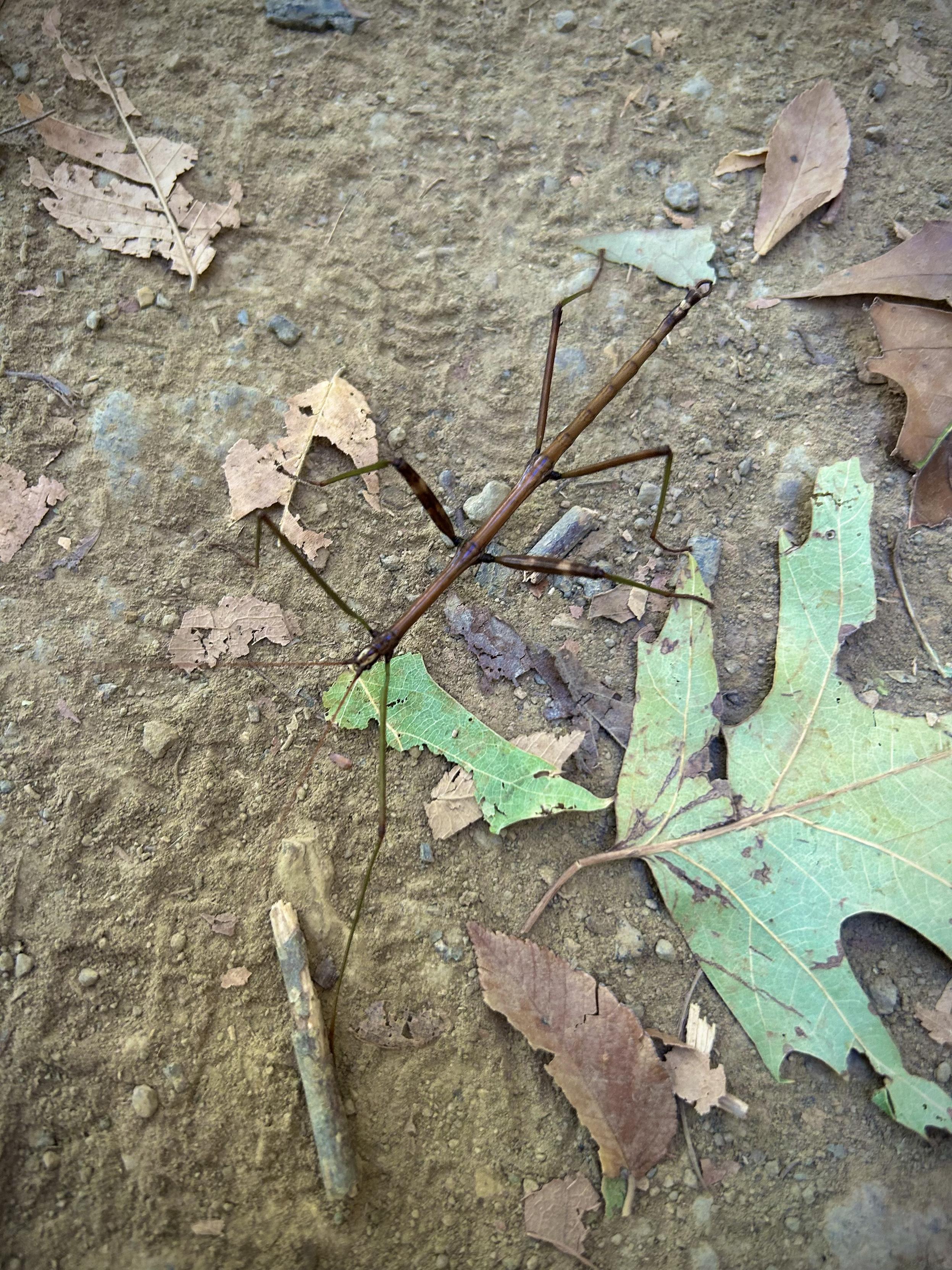 Greg Tatum (@gregtatum@fosstodon.org) - Fosstodon